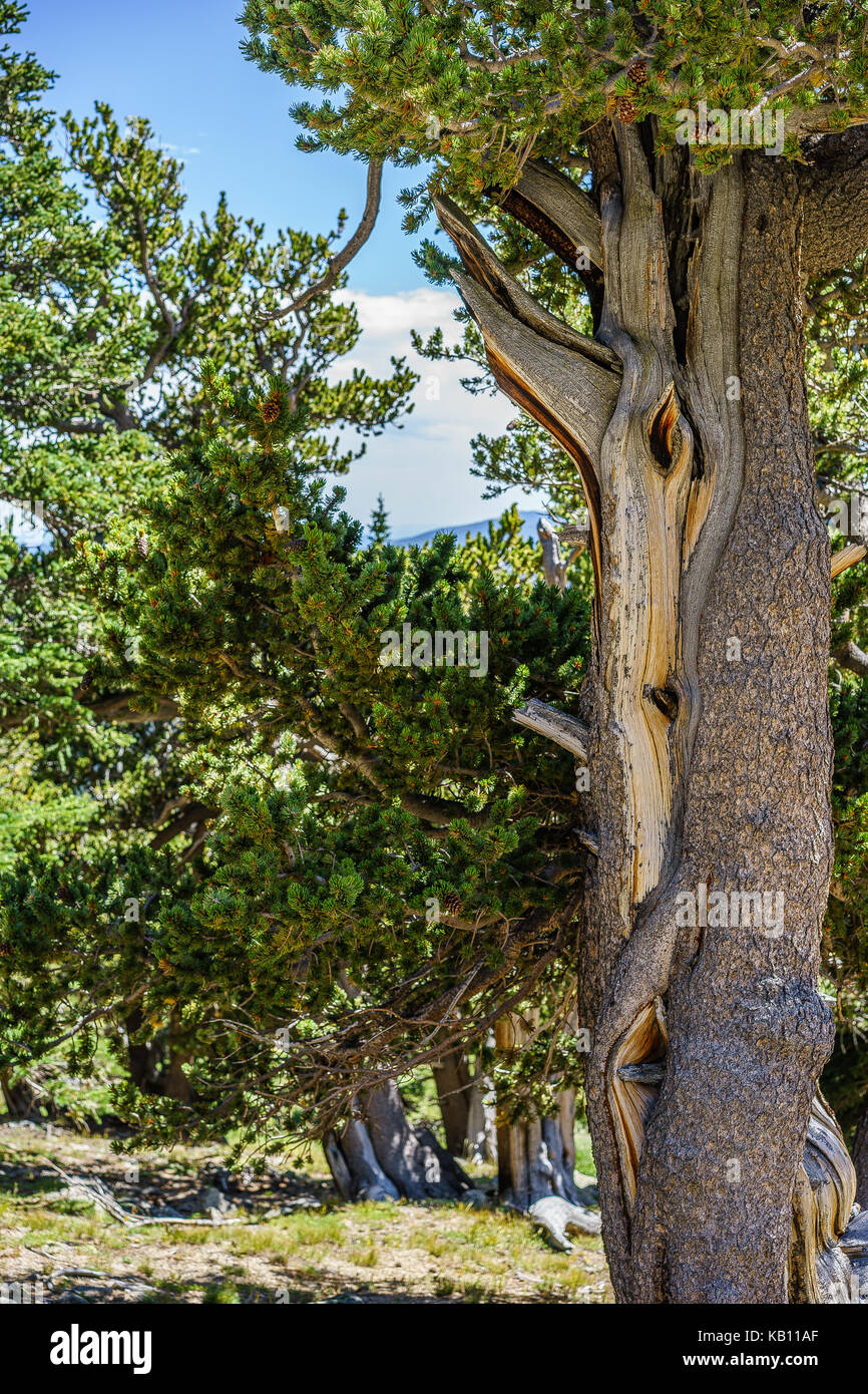 Trees embrace hi-res stock photography and images - Alamy