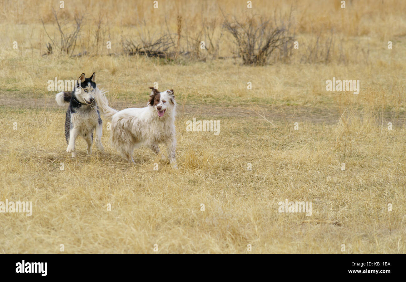 Dogs on field Stock Photo - Alamy