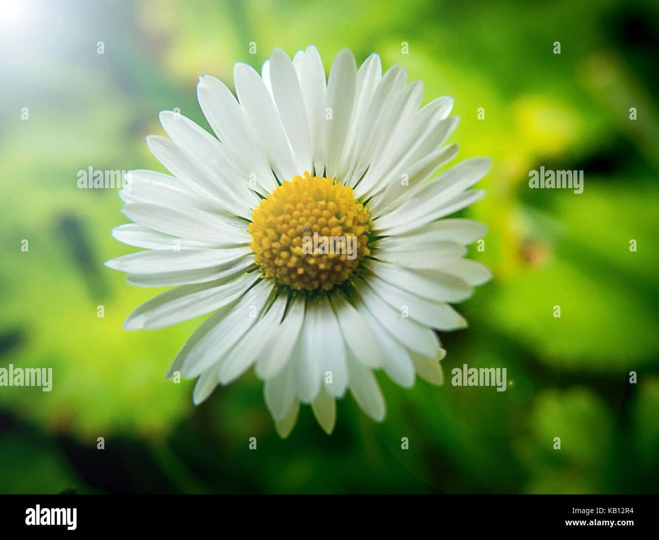 Soothing Daisy Flower macro, top view Stock Photo - Alamy