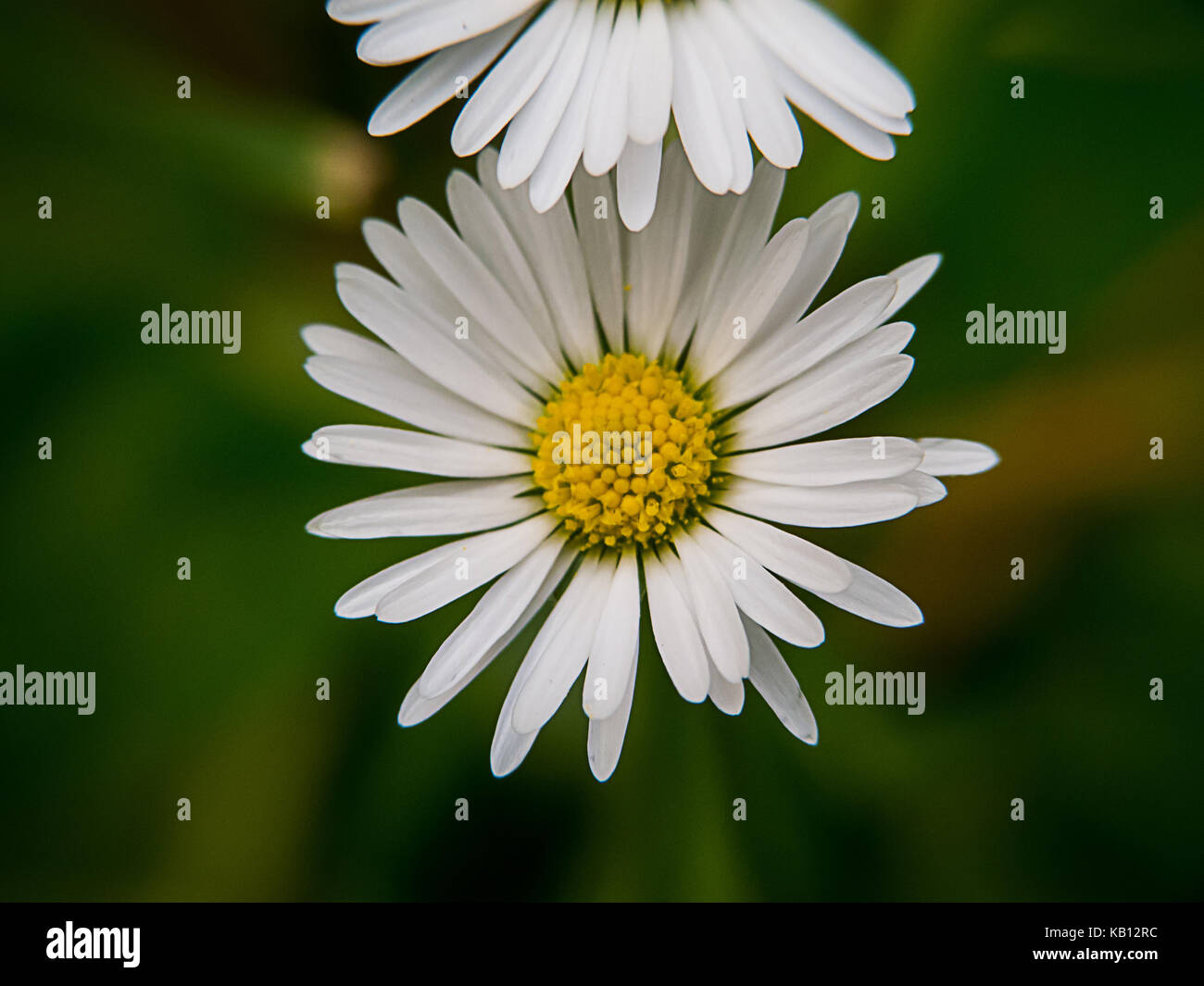 Daisy Flower macro , top view Stock Photo - Alamy
