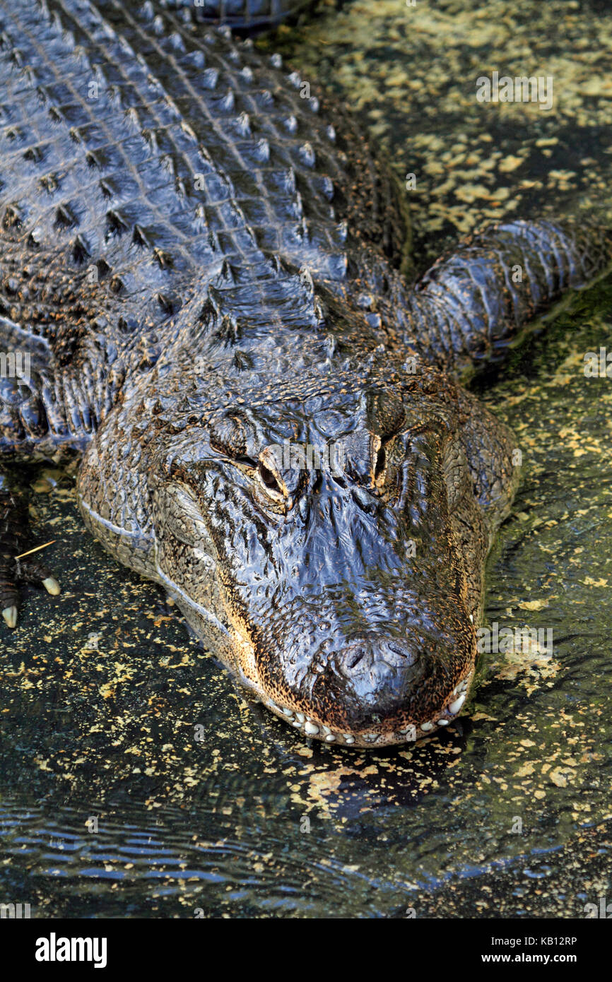 American Alligator, Aligator mississippiensis, Cape May County Zoo, New ...