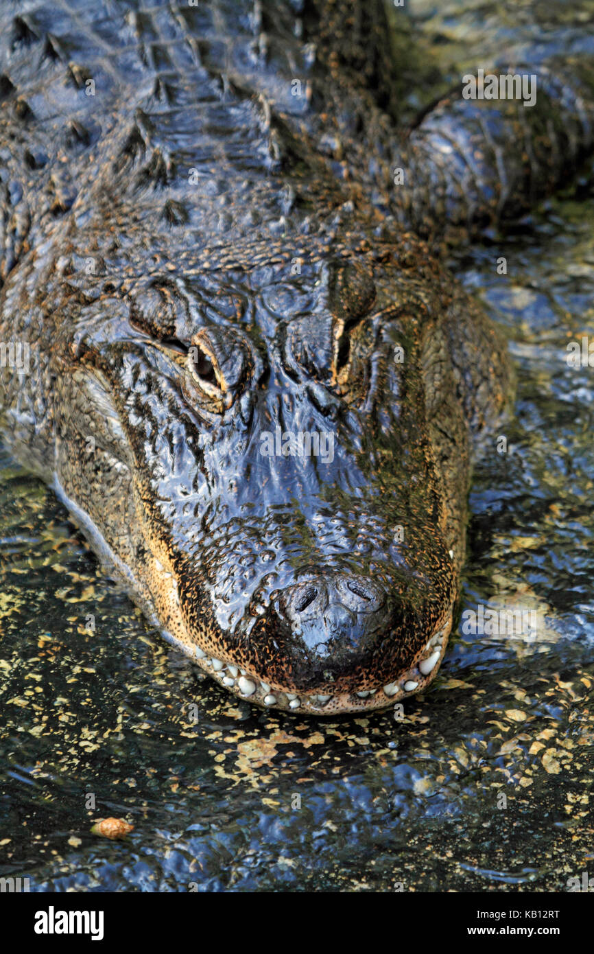 American Alligator, Aligator mississippiensis, Cape May County Zoo, New ...