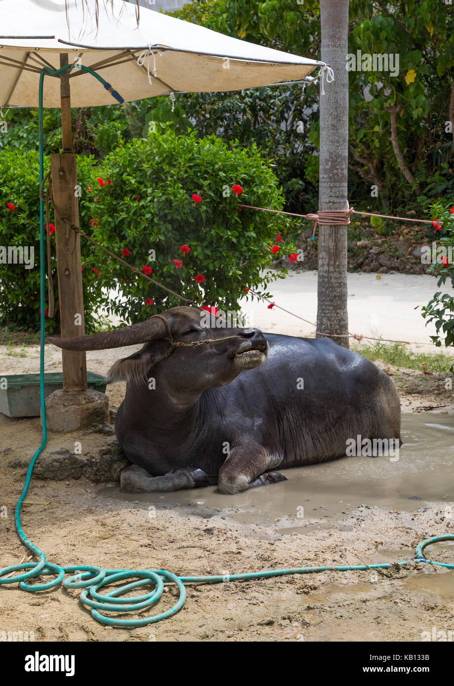 Water buffalo resting, Yaeyama Islands, Taketomi island, Japan Stock ...