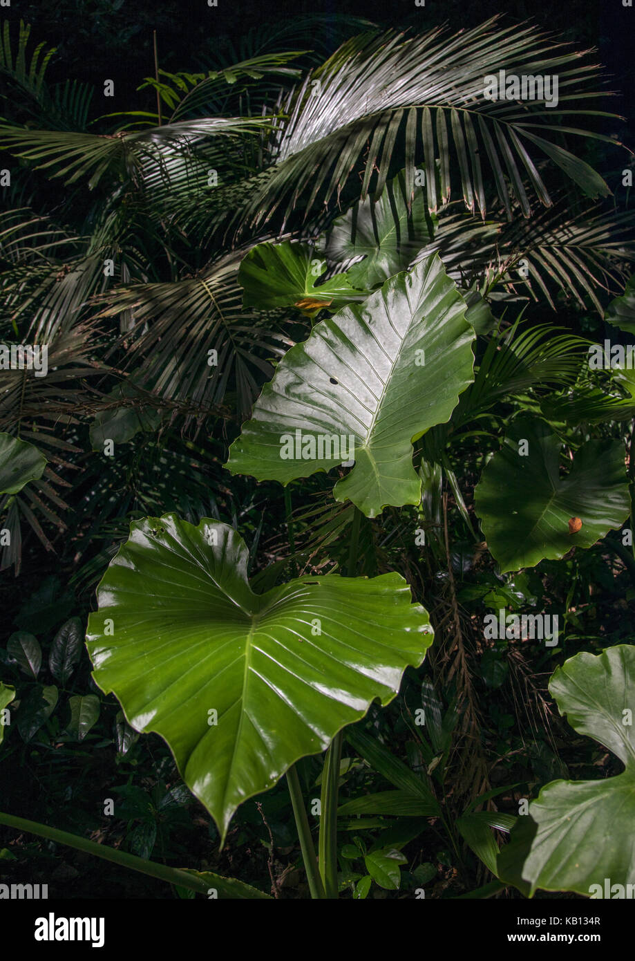 Plants with huge leaves in the jungle, Yaeyama Islands, Ishigaki, Japan ...