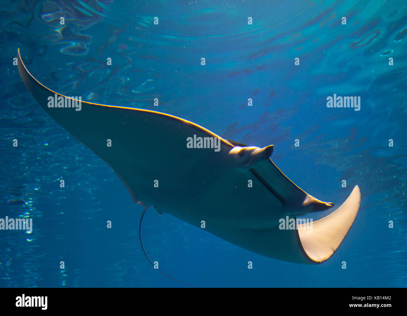 Manta ray in kaiyukan aquarium, Kansai region, Osaka, Japan Stock Photo ...