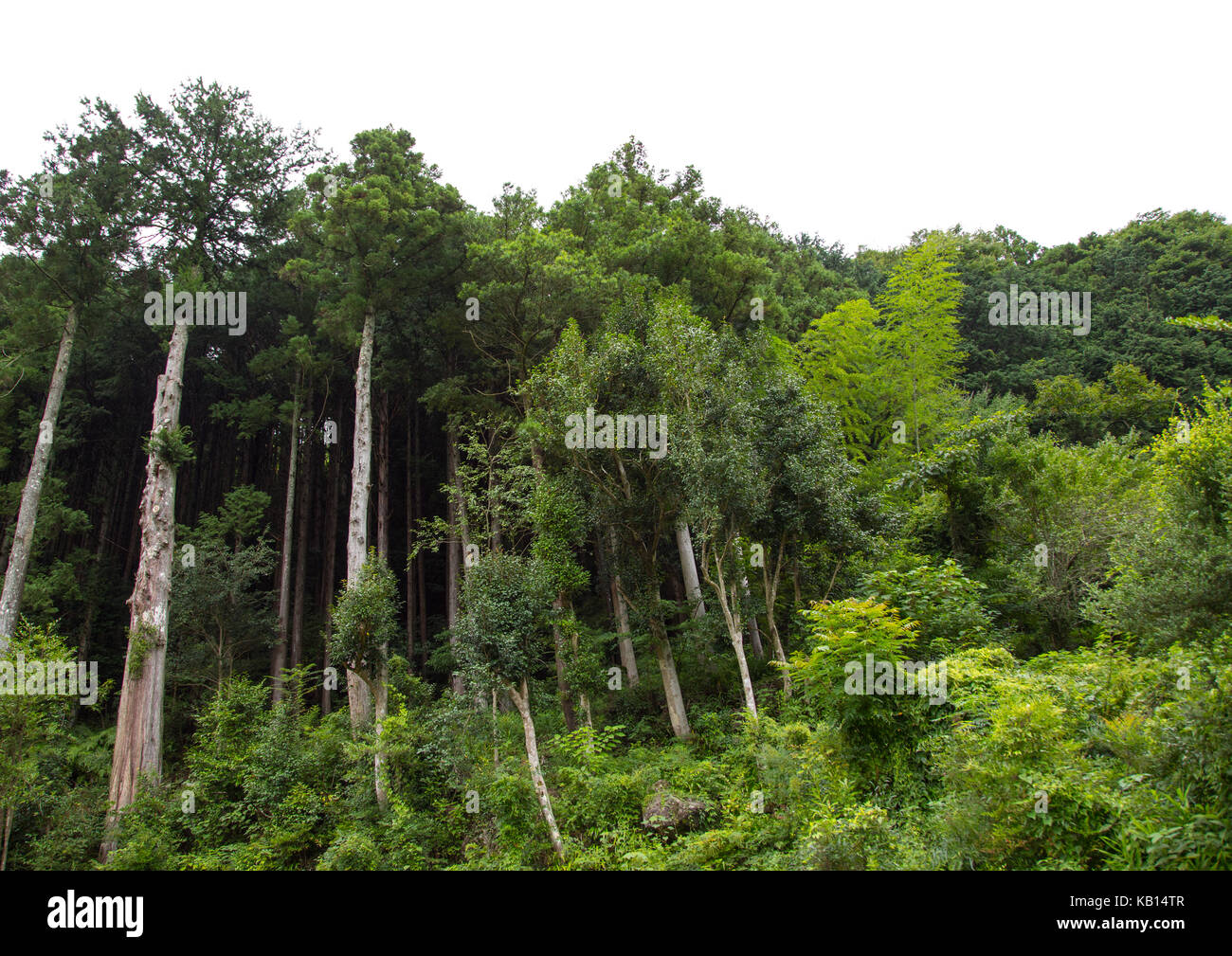 Bamboo forest and trees, Izu peninsula, Izu, Japan Stock Photo - Alamy