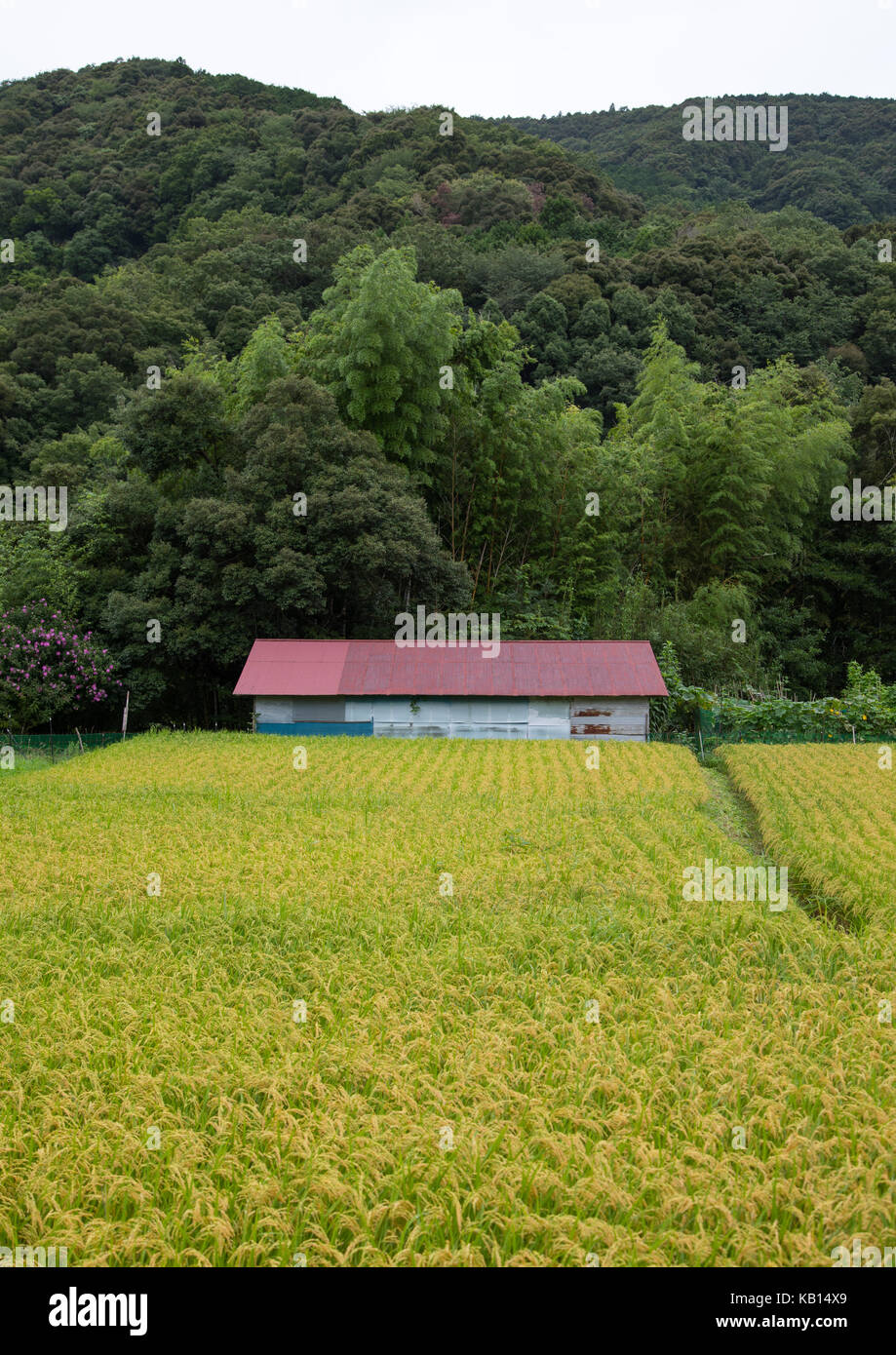 House in front of a rice field, Izu peninsula, Izu, Japan Stock Photo ...