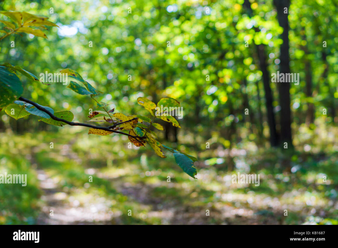 Green glade in the forest. Green forest walkway. Sunlight through trees ...