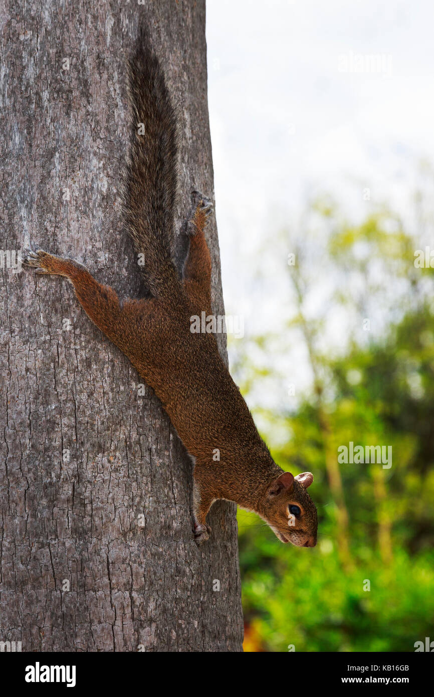 American Red Squirrel climbing down a tree, Florida, USA Stock Photo ...