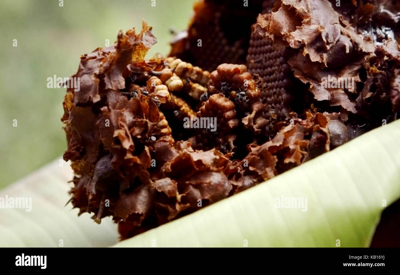 BUGS, 2016. ©Kino Lorber/Courtesy Everett Collection Stock Photo - Alamy