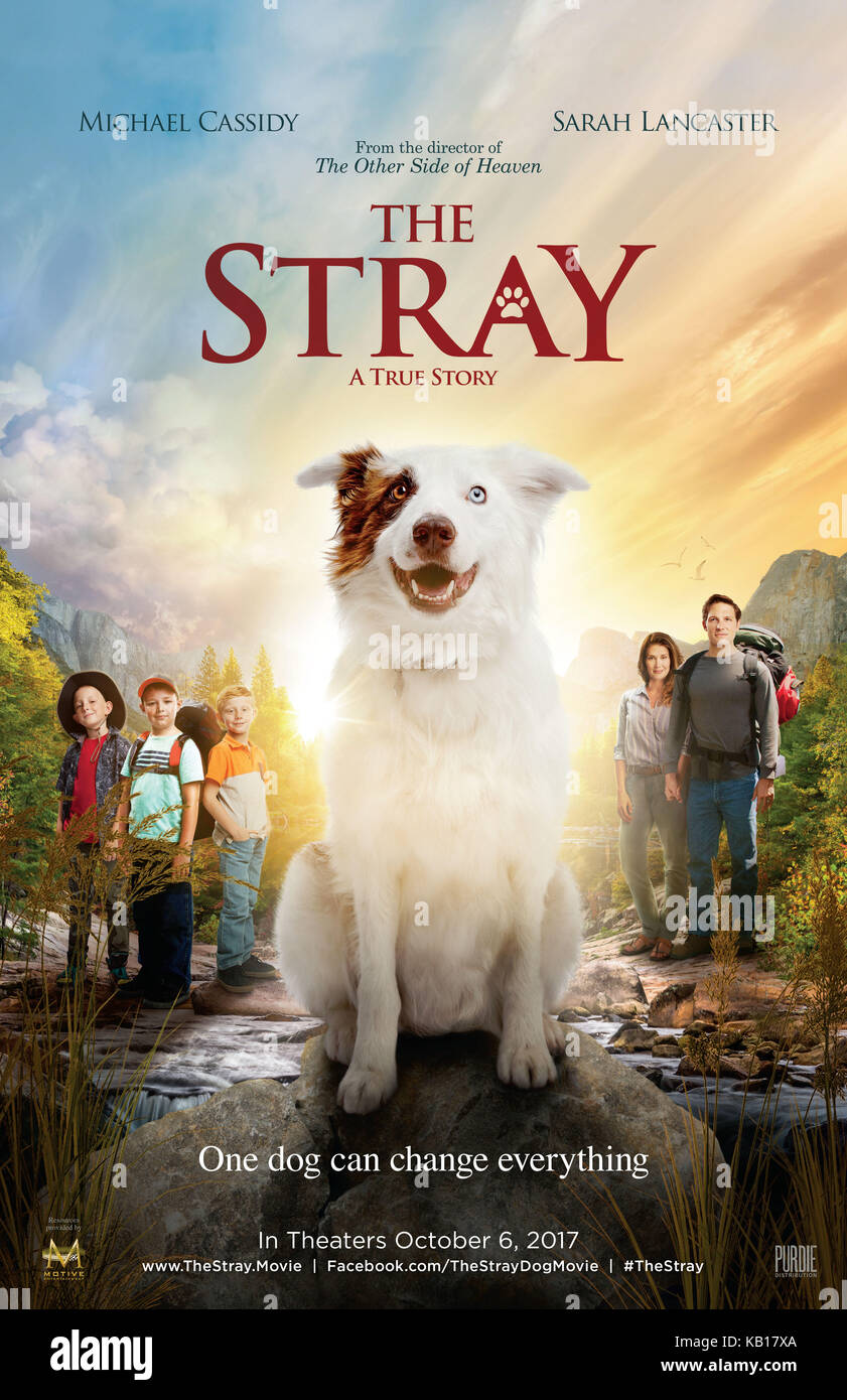 THE STRAY, US poster, 2017. ©Purdie Distribution/courtesy Everett ...