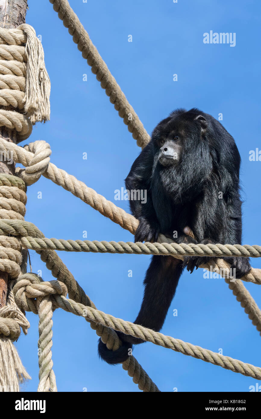 Black howler monkey / black-and-gold howler (Alouatta caraya) captive ...