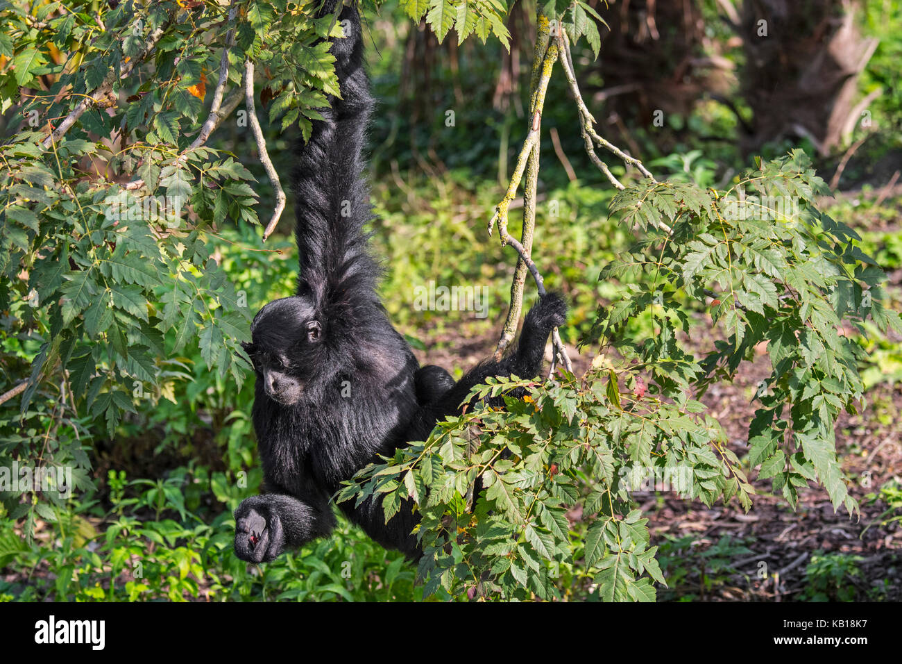 Siamang (Symphalangus syndactylus) arboreal gibbon native to the ...