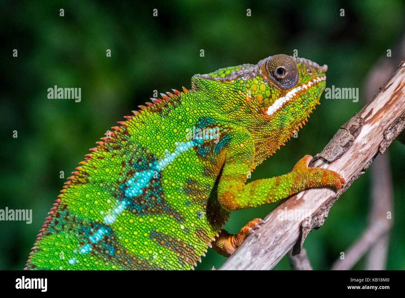Chameleon High Resolution Stock Photography and Images - Alamy