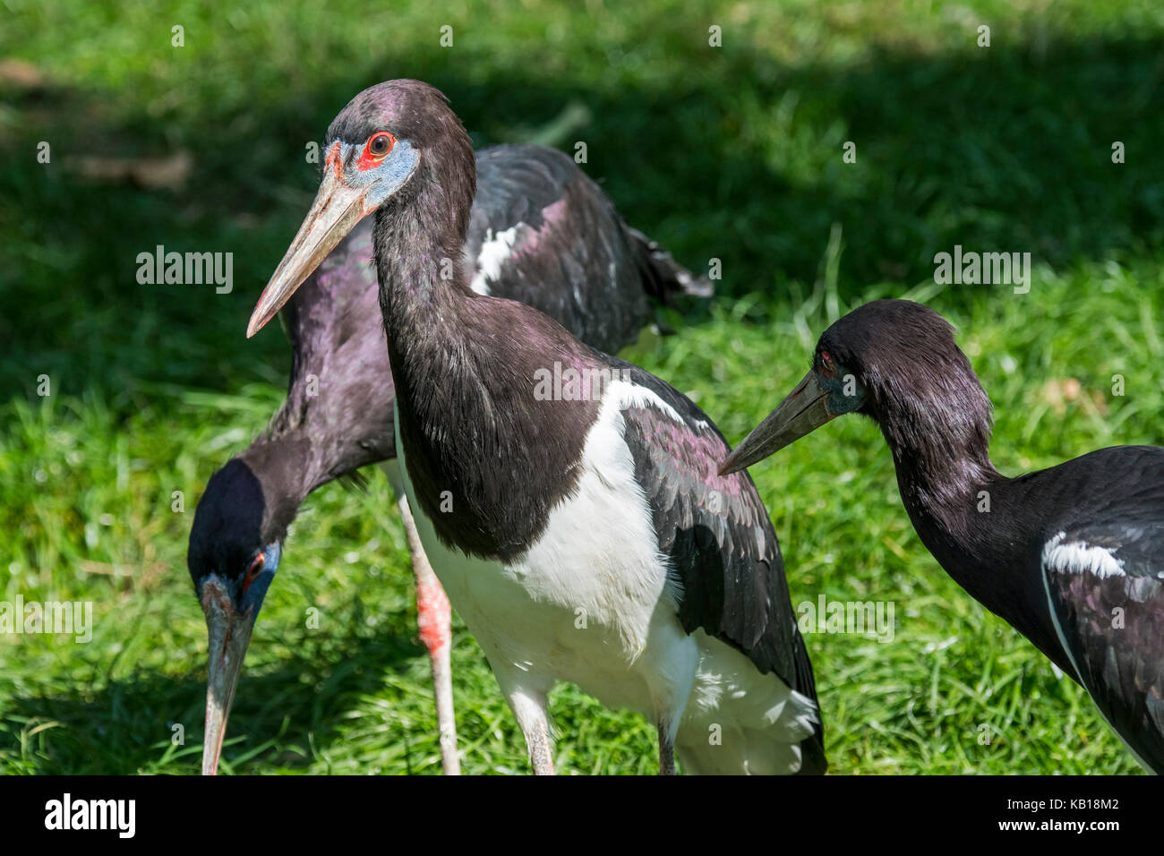 Abdim's storks / white-bellied stork (Ciconia abdimii) foraging, native ...