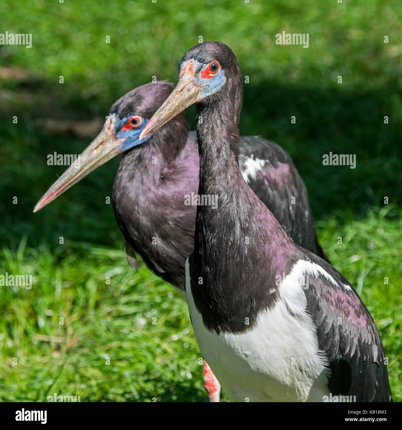 Abdim's stork / white-bellied stork (Ciconia abdimii) pair, native to ...
