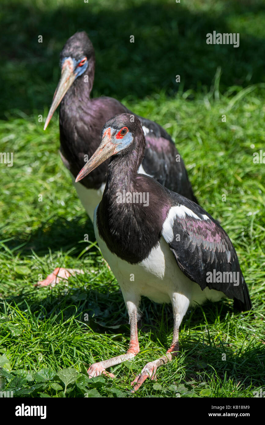 Abdim's stork / white-bellied stork (Ciconia abdimii) pair sitting ...