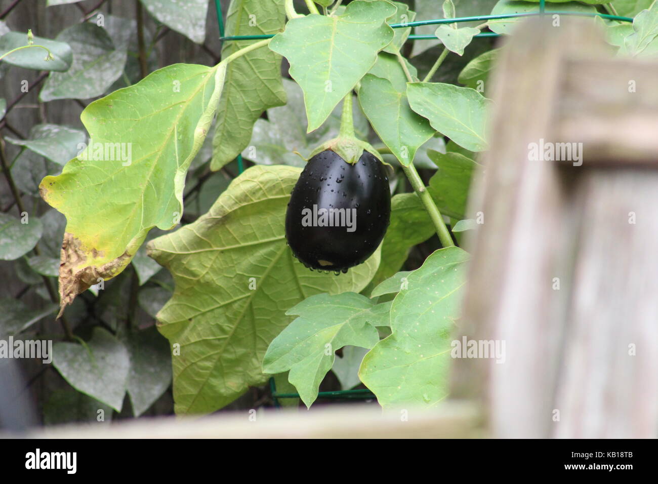 Melrose plant hi-res stock photography and images - Alamy