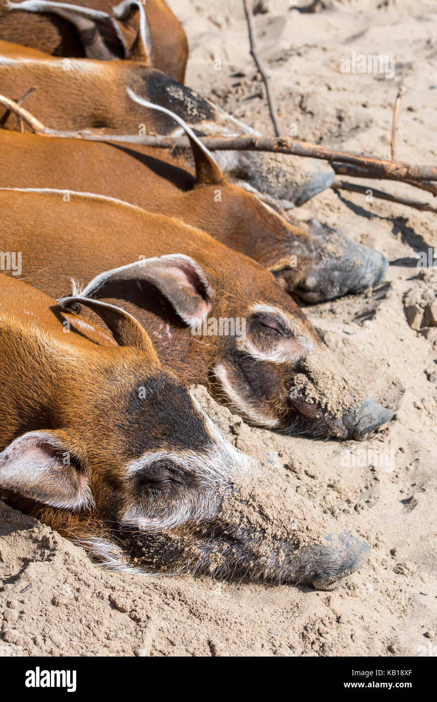 Close up of red river hogs / bush pigs (Potamochoerus porcus) sleeping ...