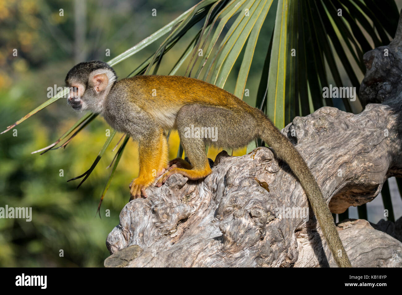 Black-capped squirrel monkey / Peruvian squirrel monkey (Saimiri ...