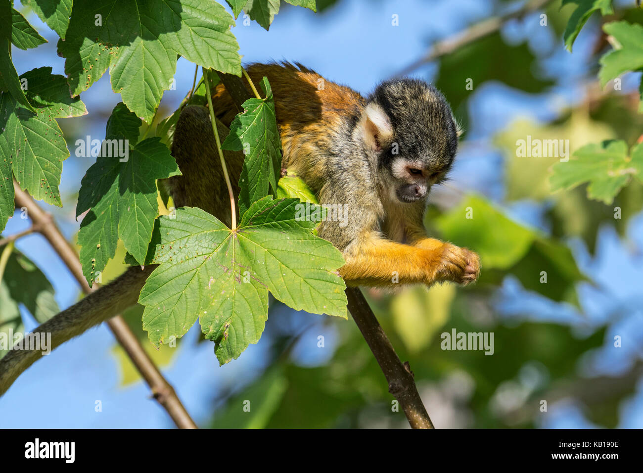 Black-capped squirrel monkey / Peruvian squirrel monkey (Saimiri ...