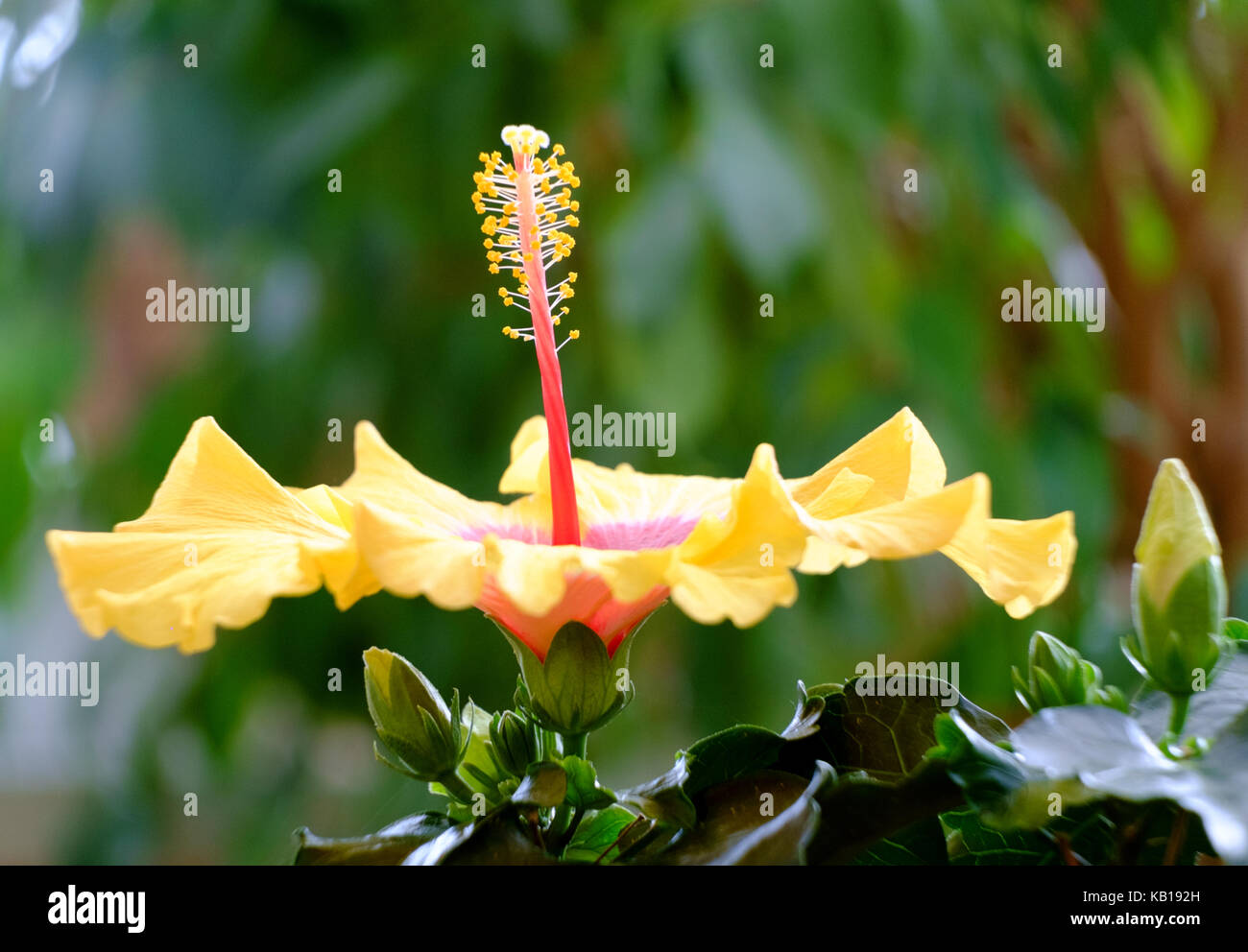Hibiscus stigma hi-res stock photography and images - Alamy