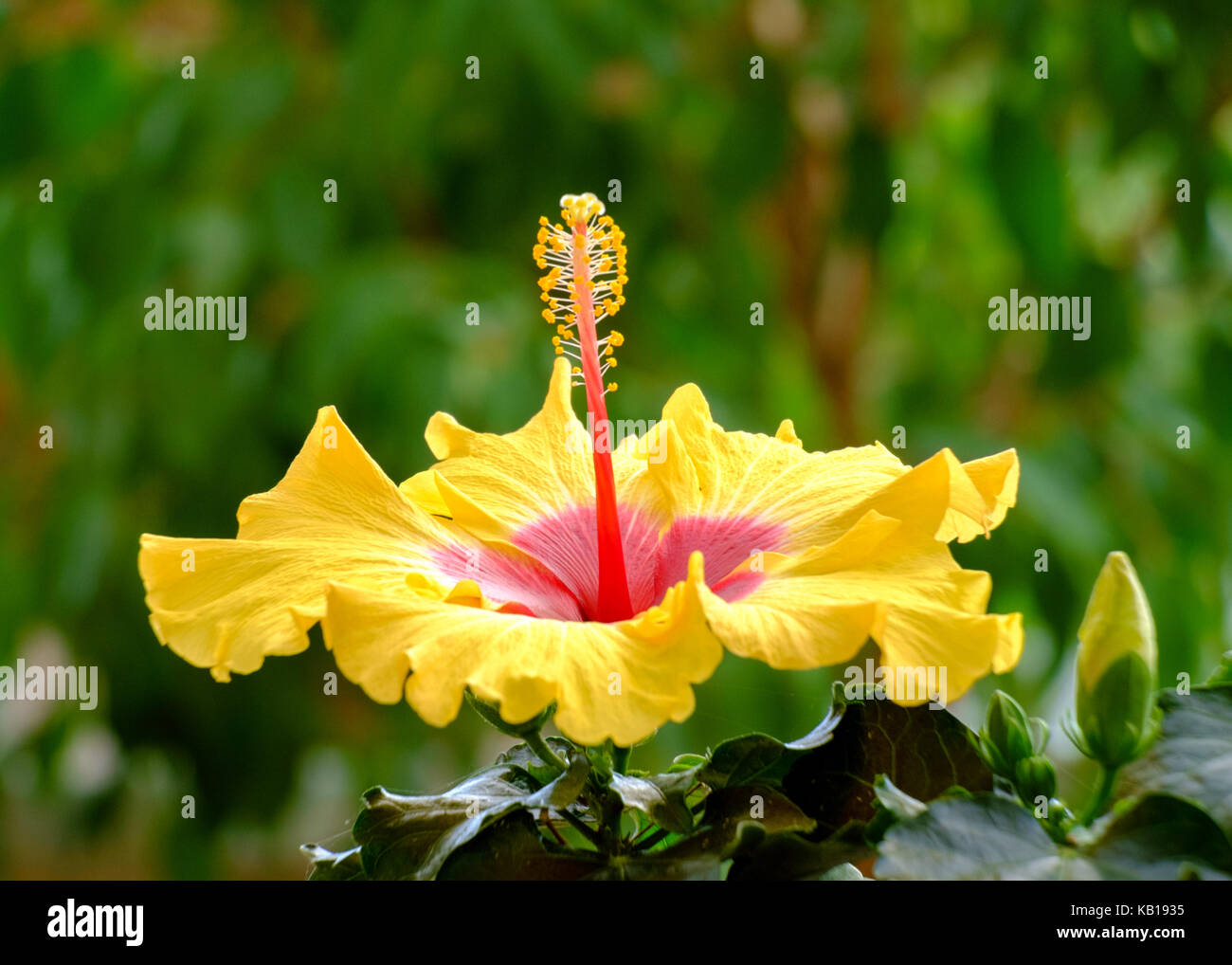 Hibiscus stigma hi-res stock photography and images - Alamy