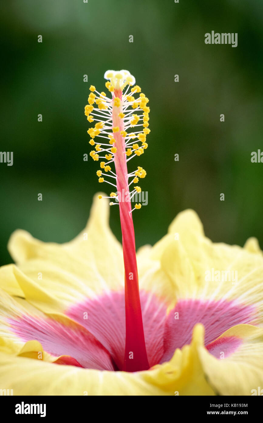 Hibiscus. Malvaceae. Stigma.. Yellow and red Stock Photo - Alamy
