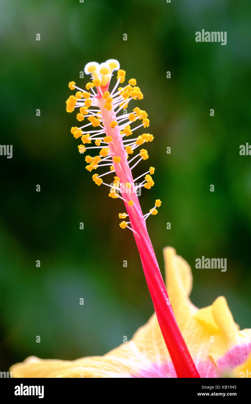 Hibiscus. Malvaceae. Stigma.. Yellow and red Stock Photo - Alamy