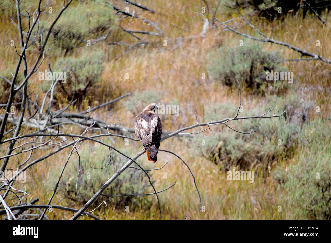 Bald eagle on tree branch hi-res stock photography and images - Alamy