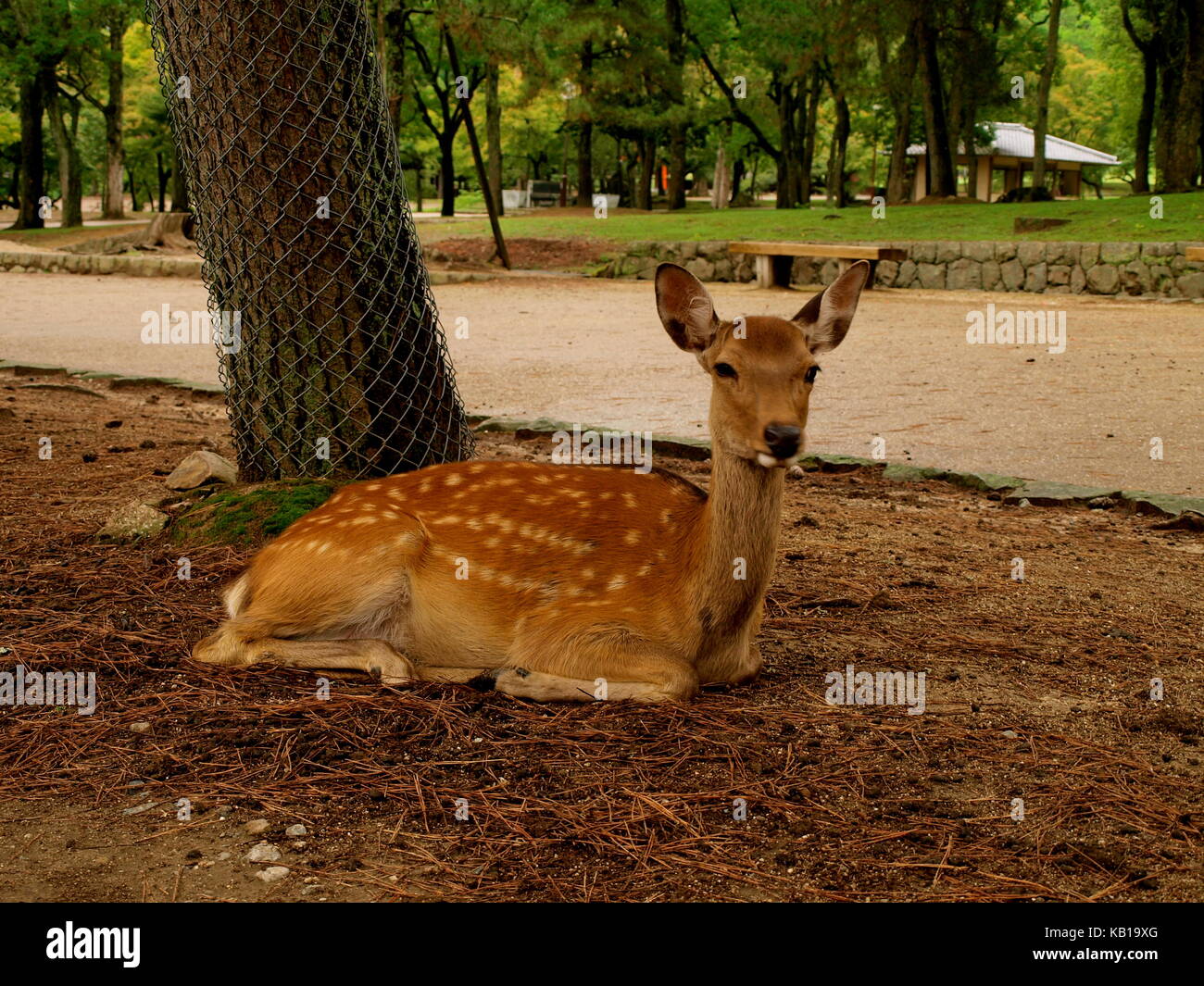 Sacred deer miyajima japan hi-res stock photography and images - Alamy