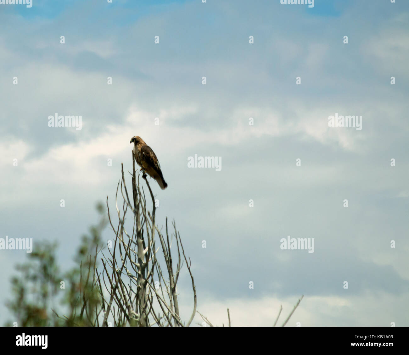 Bald eagle on tree branch hi-res stock photography and images - Alamy