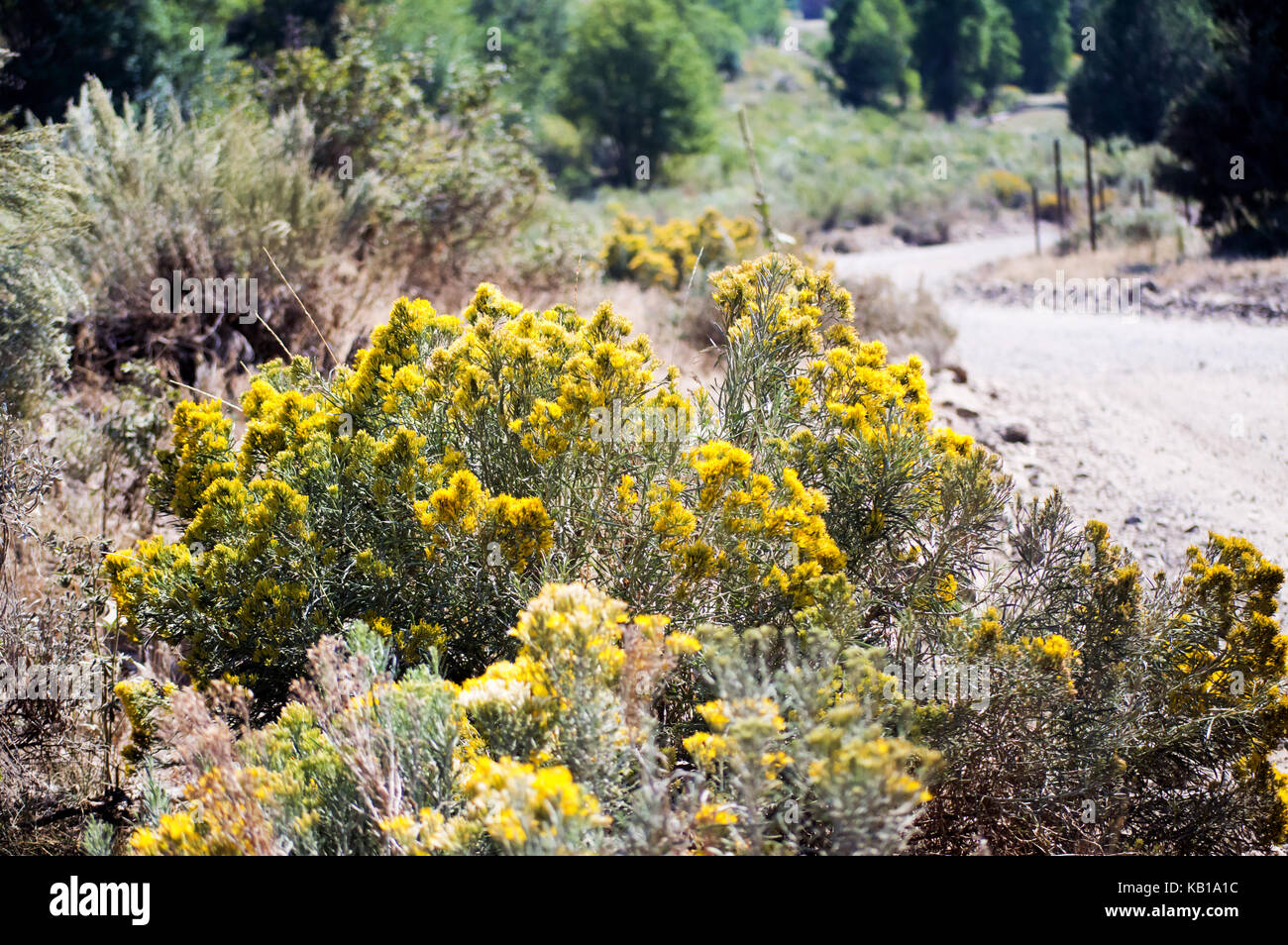 Arid Scrub Stock Photos & Arid Scrub Stock Images - Alamy