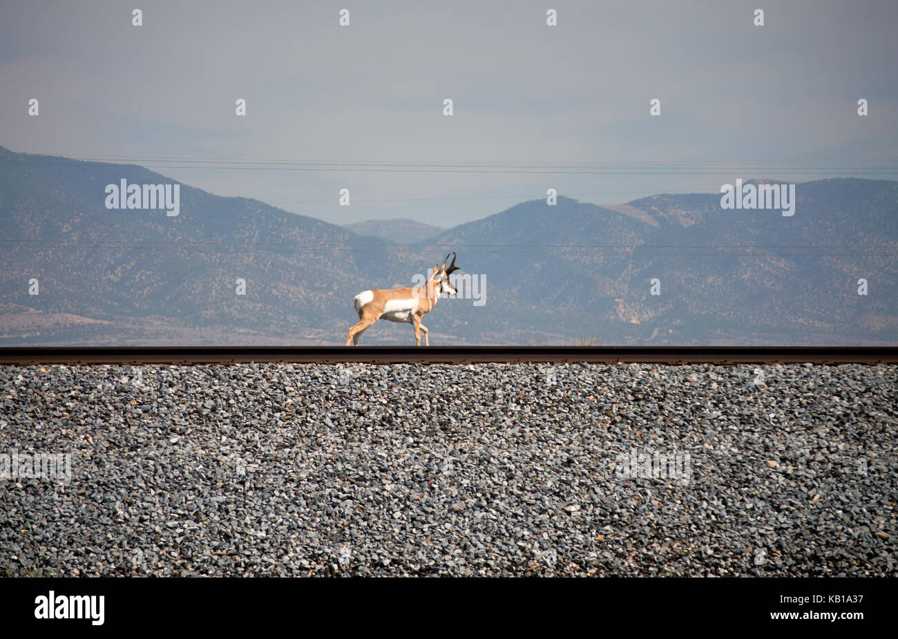 A brown antelope running away from railroad tracks Stock Photo - Alamy