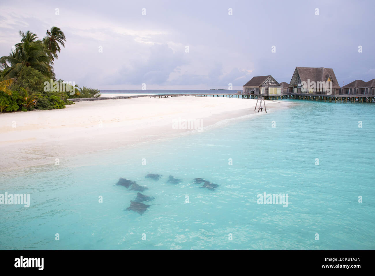 Eagle rays swimming in low coastal waters at sunrise. Maldives Stock ...