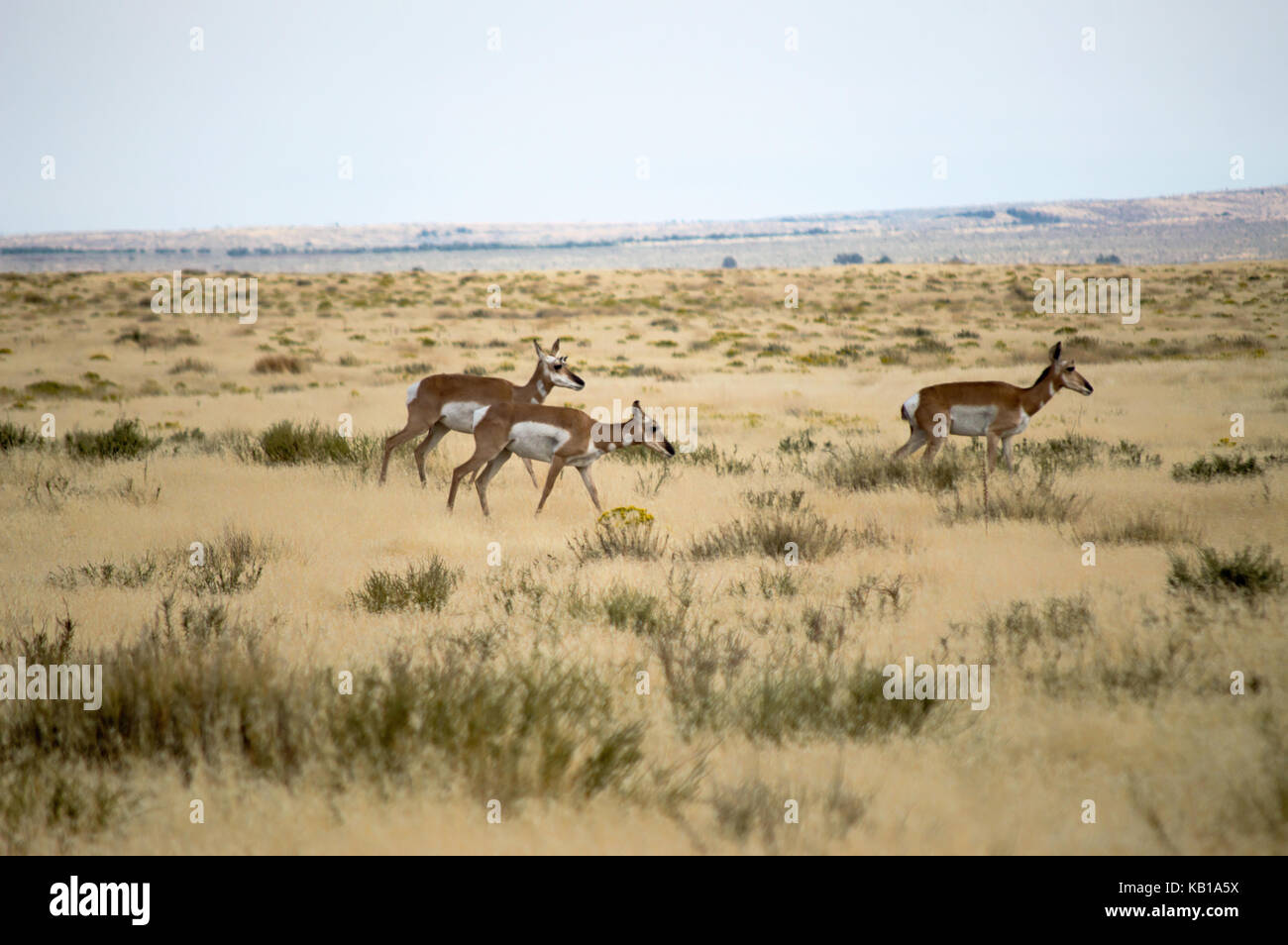 A family of three antelope running across a grassy field Stock Photo ...