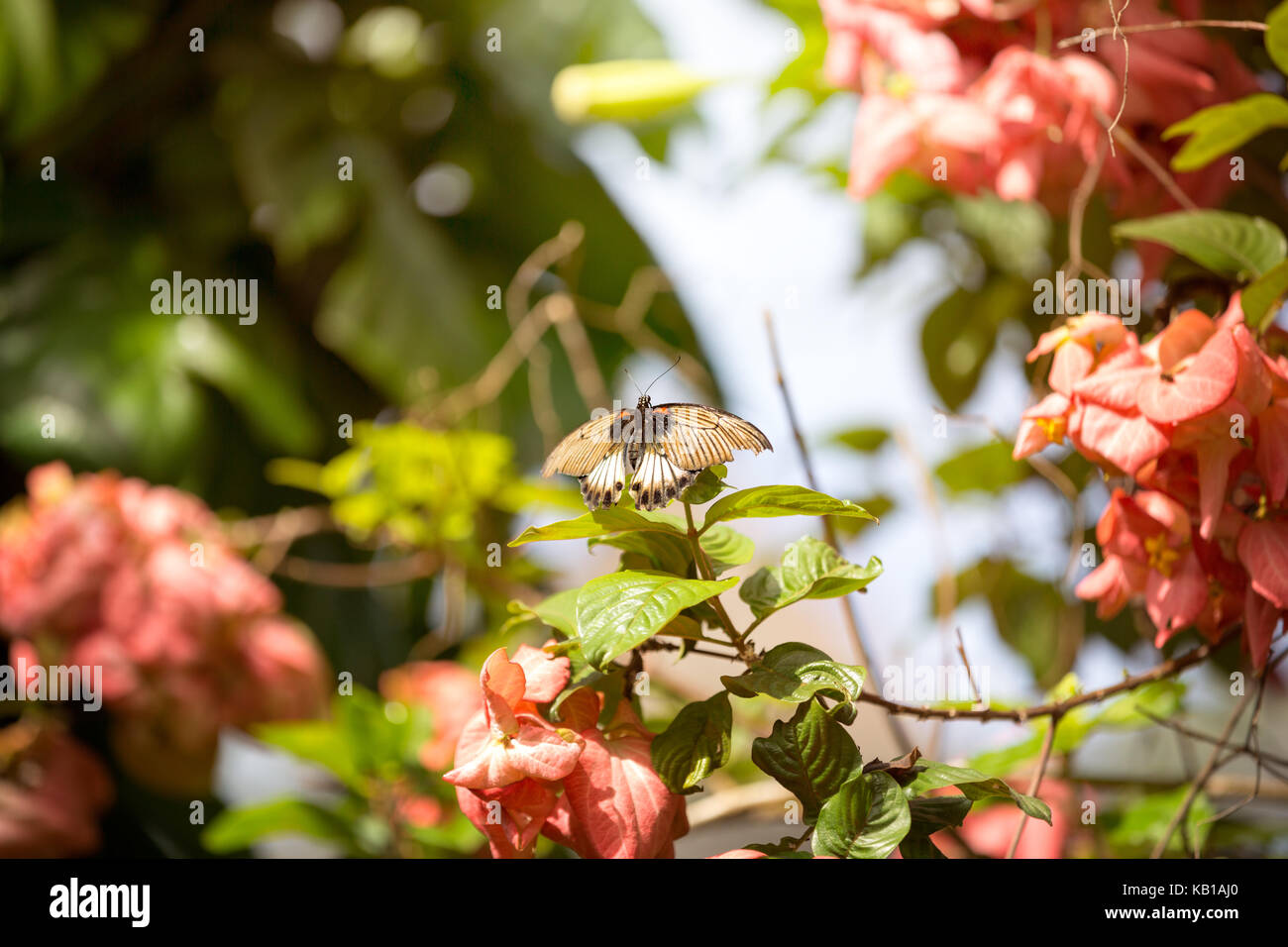 butterfly fly through flowers in garden Stock Photo - Alamy