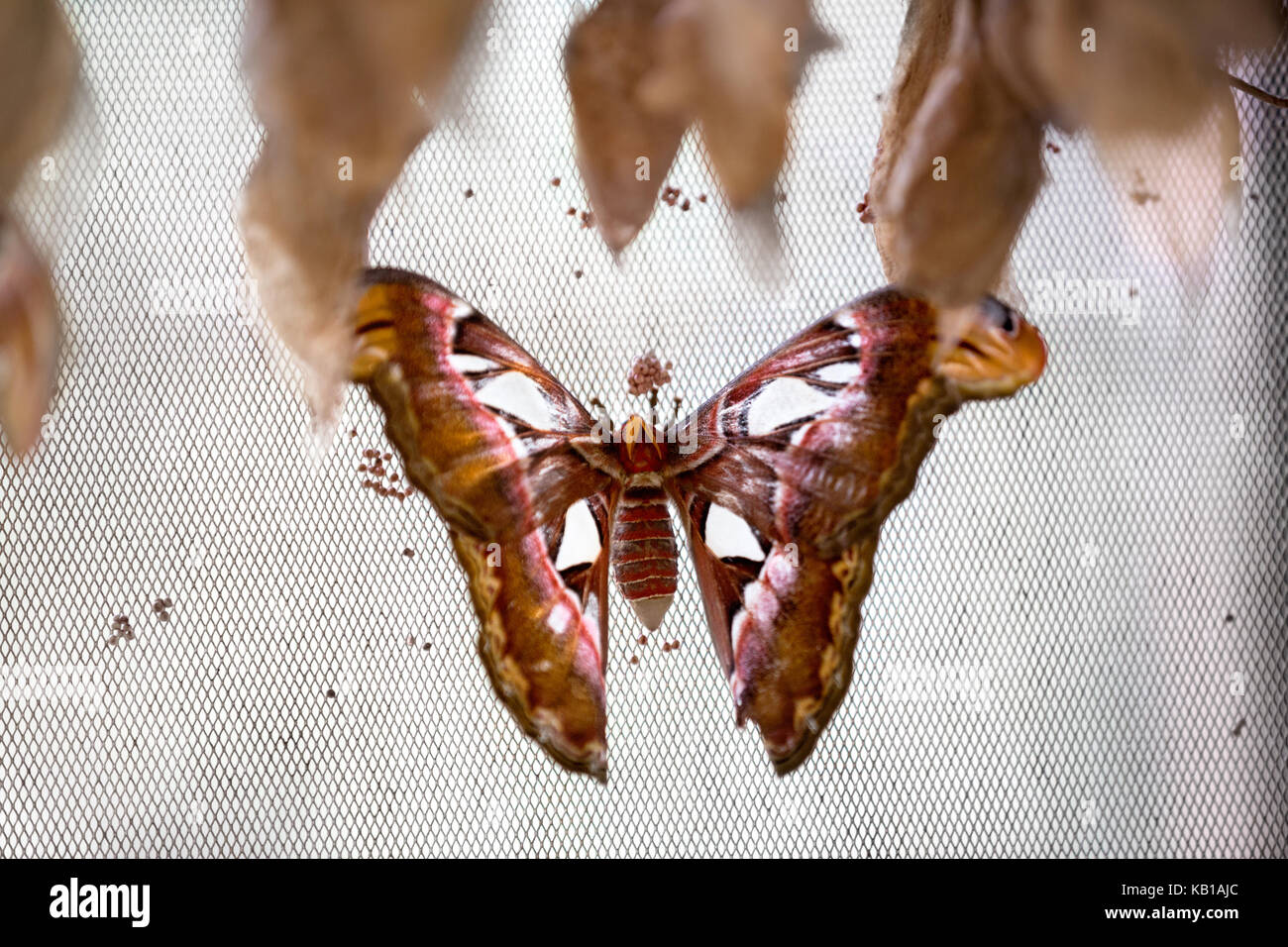 young butterfly in butterfly park Stock Photo - Alamy
