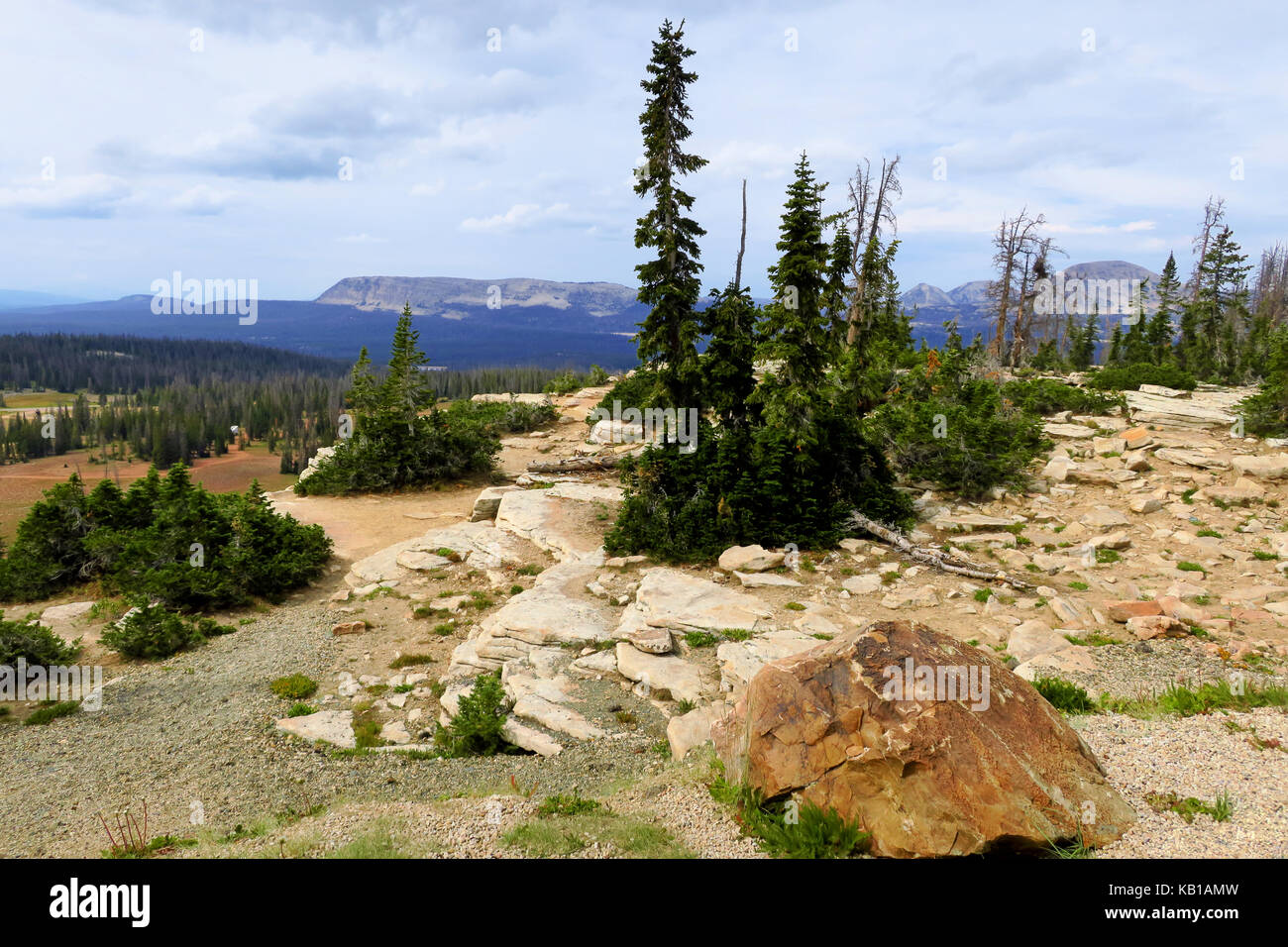 Pine trees on a rocky ridge overlooking a scenic forest and distance ...
