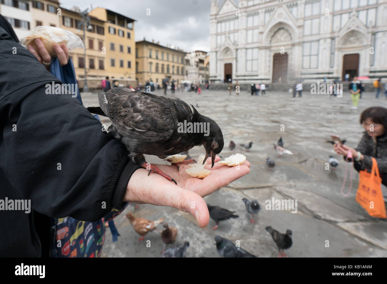 A tourist feeding a pigeon in Florence in Italy. From a series of ...