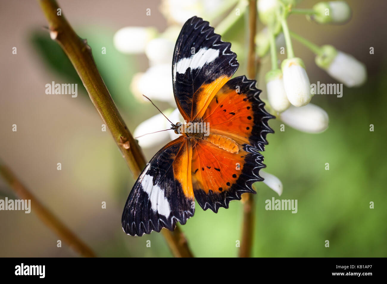 Butterfly with open wings, outdoor Stock Photo - Alamy