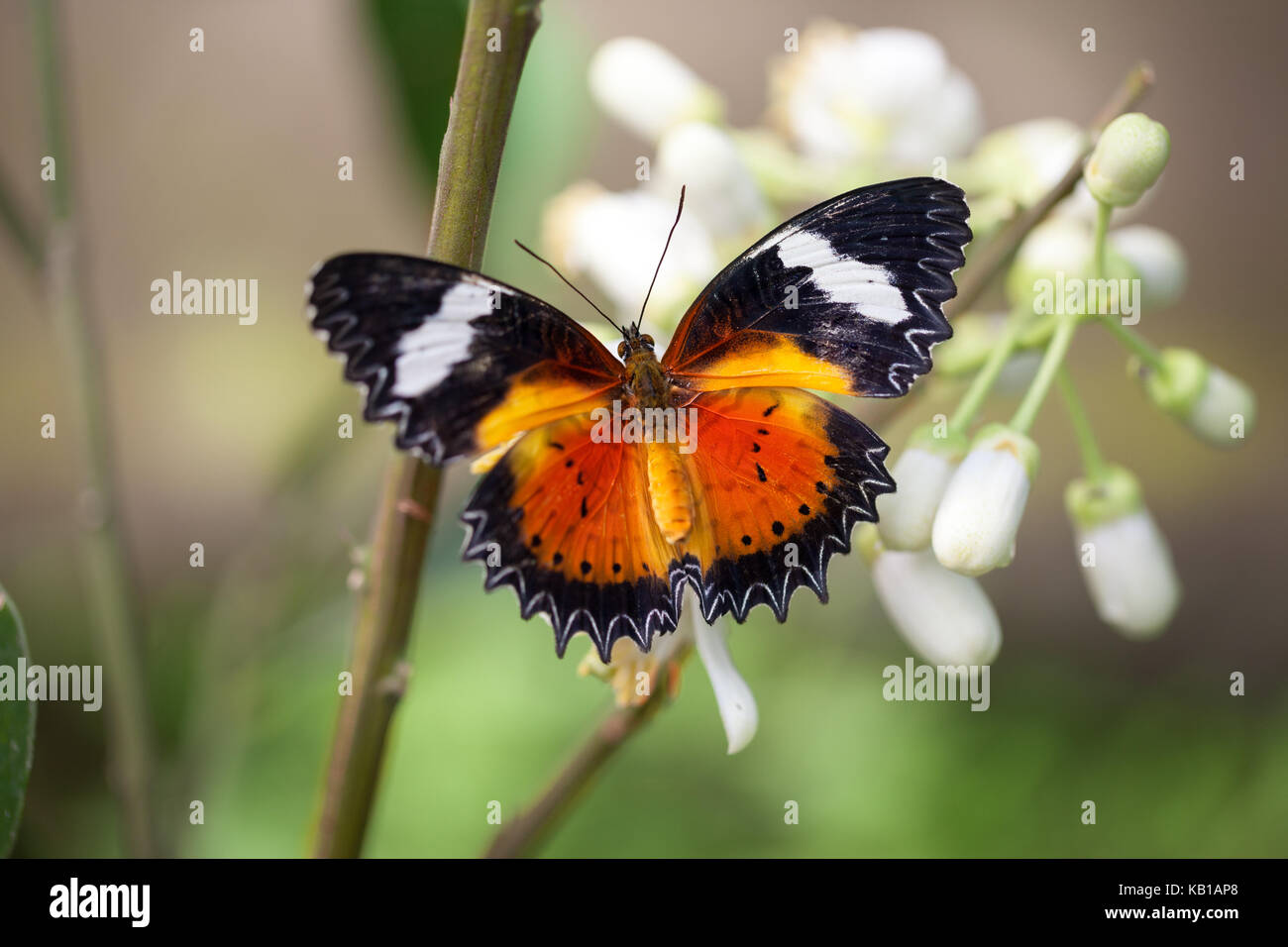 beautiful butterfly with open wings flying Stock Photo - Alamy