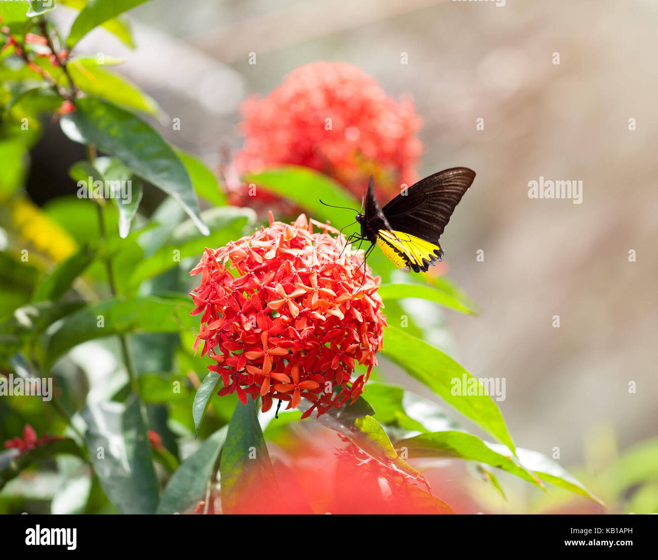 Butterfly in butterfly park Stock Photo - Alamy