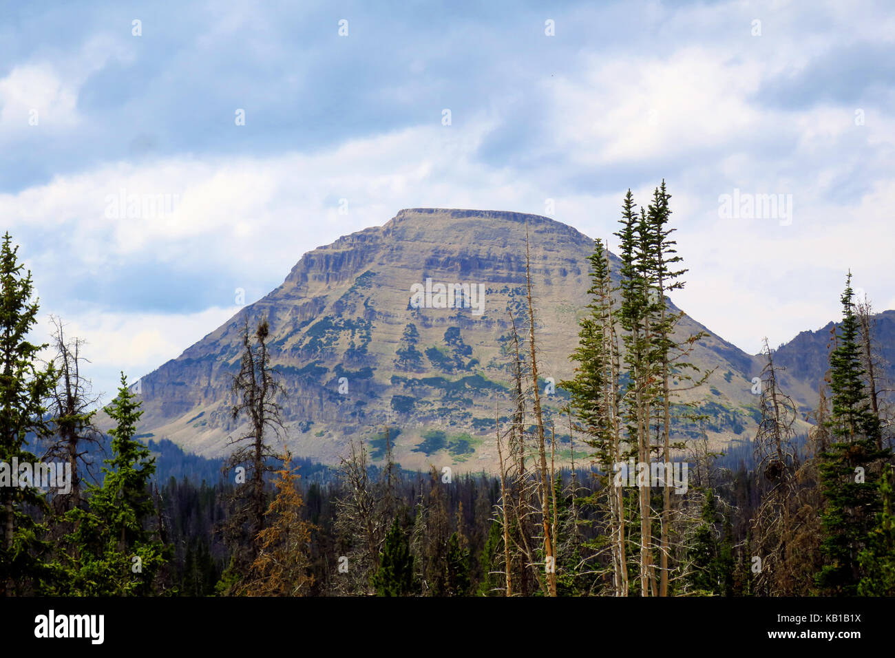 A beautiful young forest in front of an imposing Utah mountain on a ...