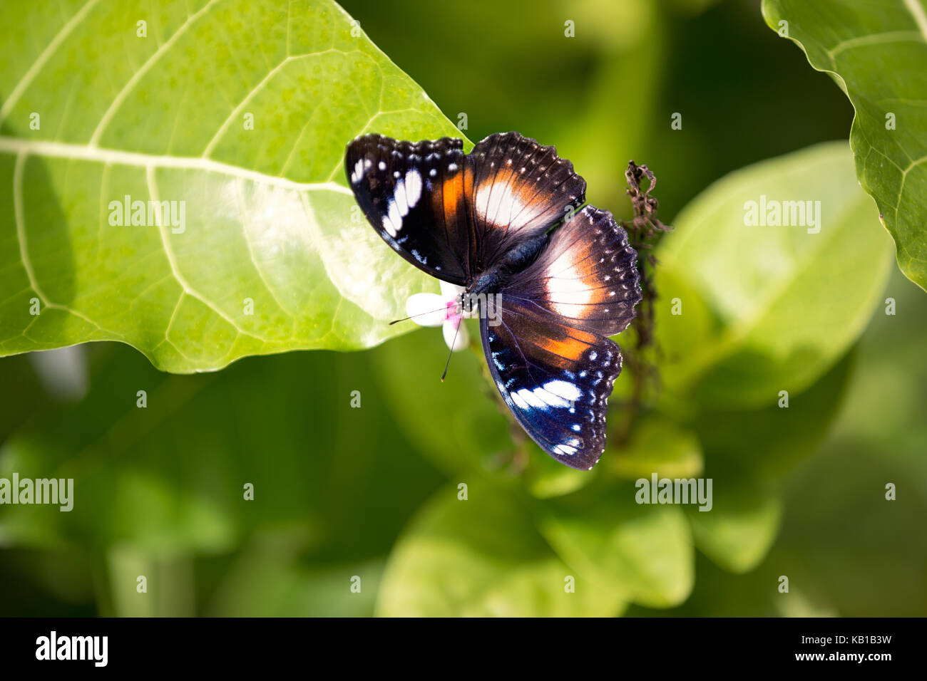 Beautiful butterfly with open wings, top view Stock Photo - Alamy