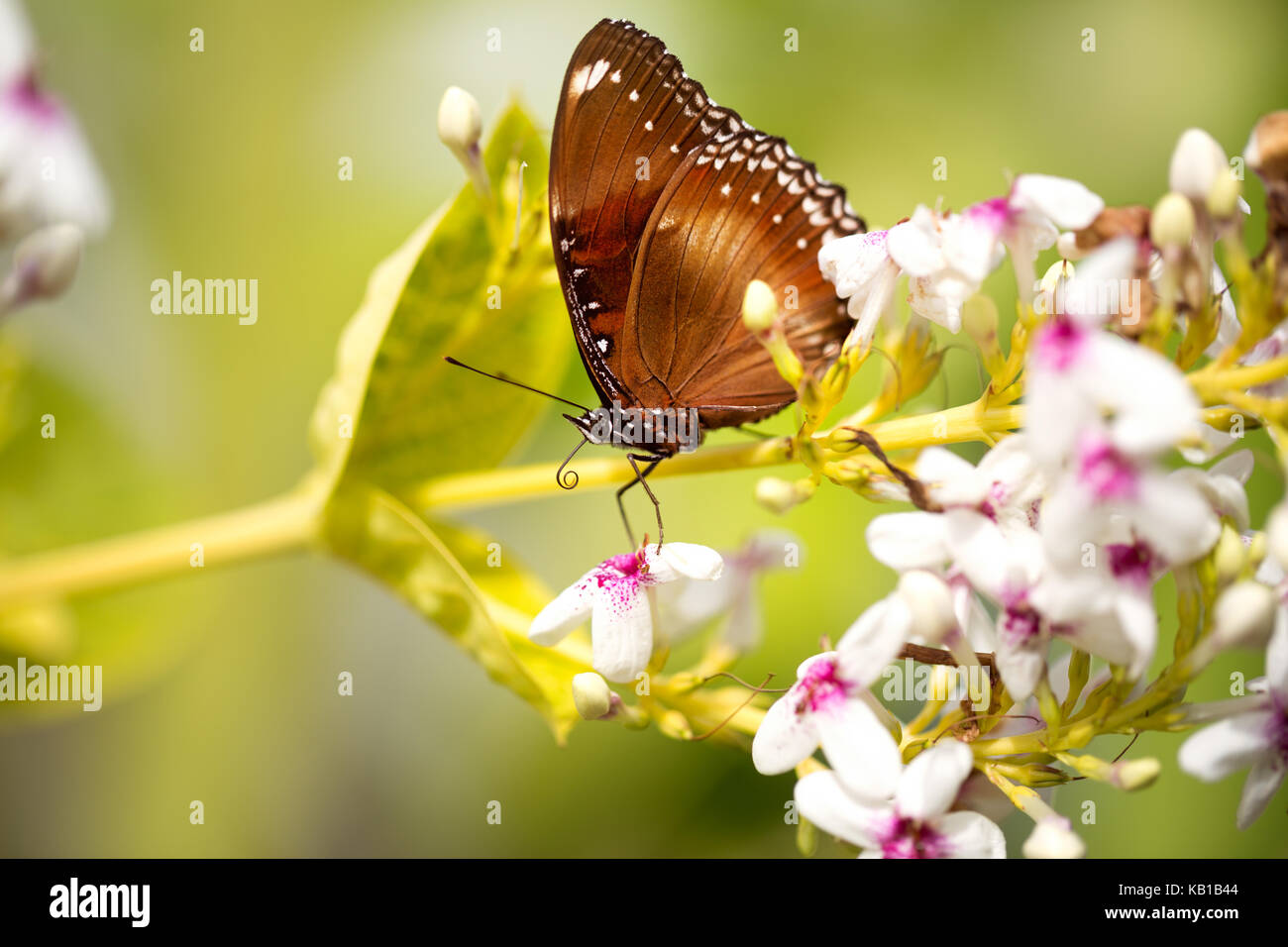 beautiful spotted butterfly, close up Stock Photo - Alamy