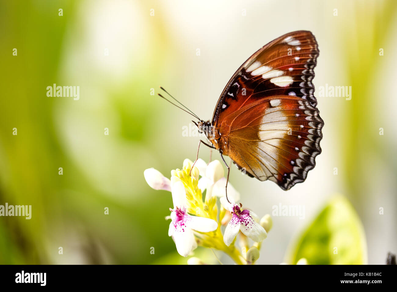 exotic butterfly standing on the flower Stock Photo - Alamy