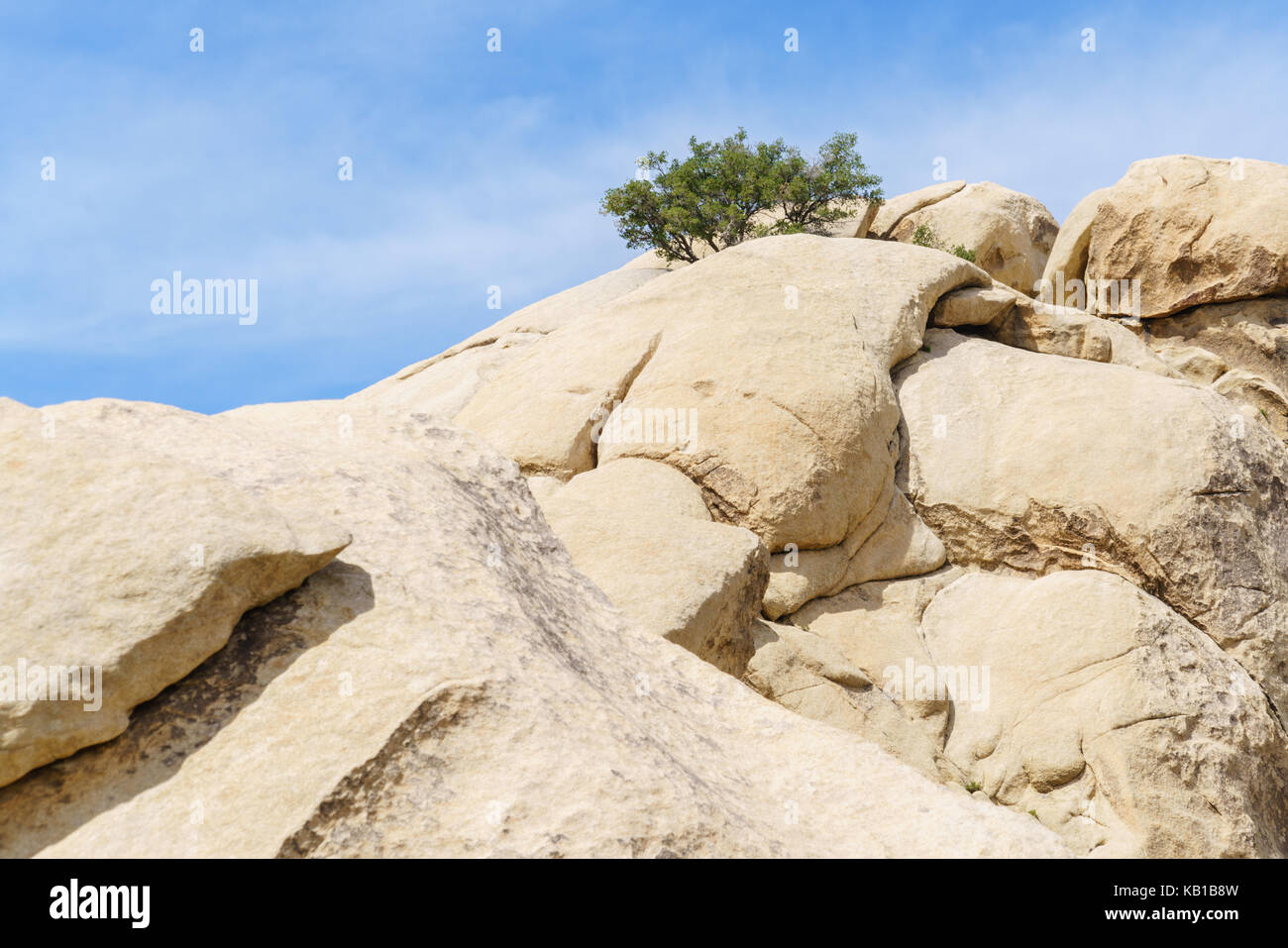 Tree growing in the rocks and boulders Stock Photo - Alamy