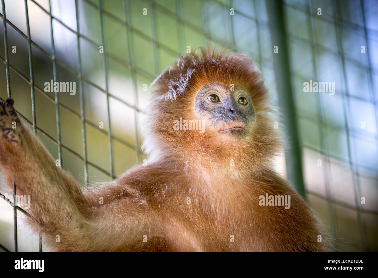 cute monkey standing next to the grid in a cage Stock Photo - Alamy