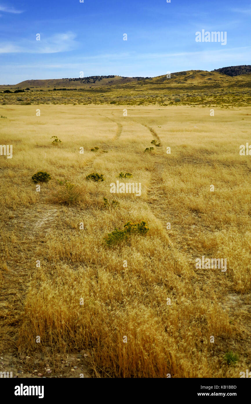 Car tracks through a yellow field on a bright blue sky Stock Photo - Alamy